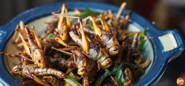SENS : êtes-vous prêts à manger des insectes